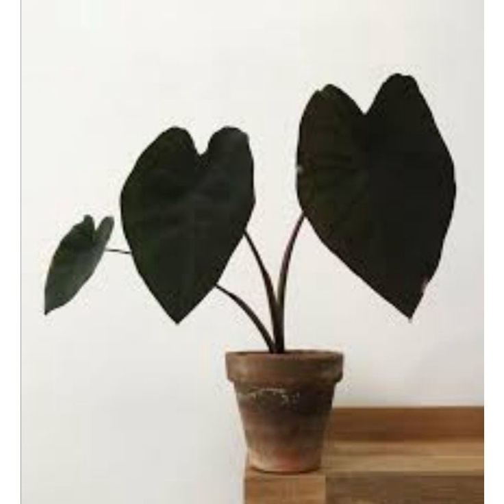 baby black magic/caladium/keladi Black magic(saiz pokok besar) buy 1 ...