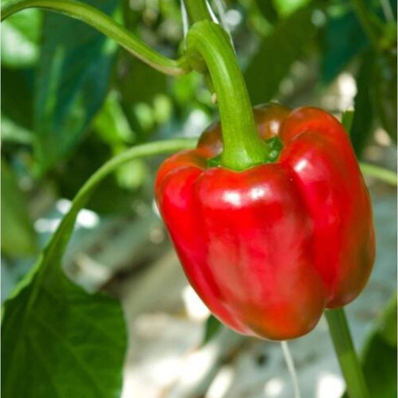 10 pcs benih cili capsicum merah red capsicum lada benggala vege seed ...