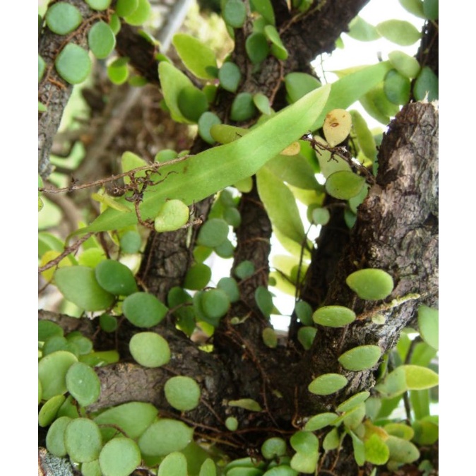 Daun pokok deduit / duit-duit / sisik naga pokok herba liar 50 gram ...