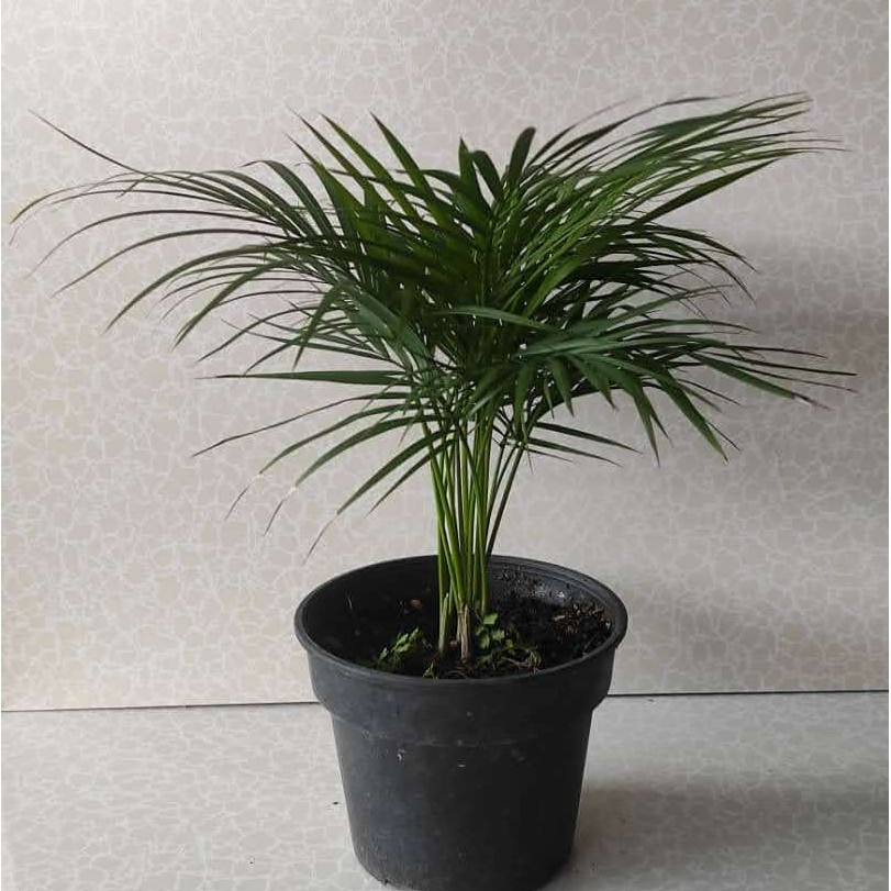 Java Palm Jawa Palm Areca Butterfly Cane Palm Real Plants Live Plants ...