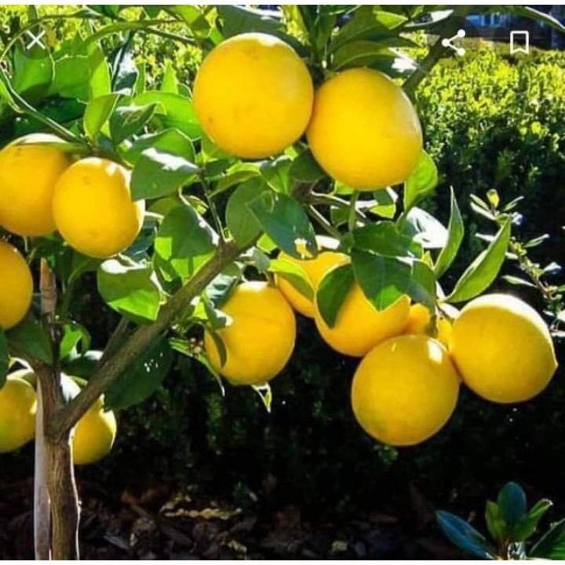 Pokok Lemon Australia | Shopee Malaysia