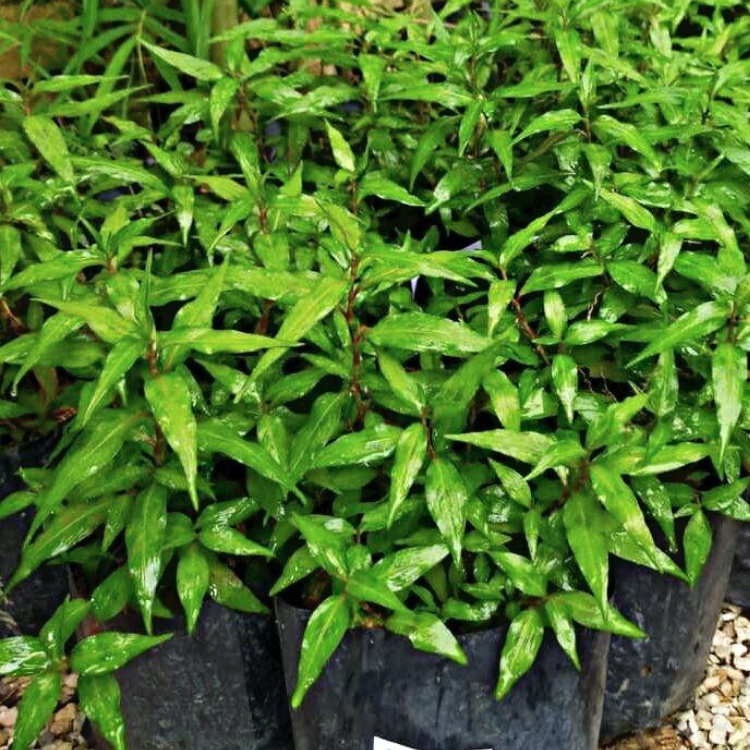 Kesum / Small Water Pepper (Persicaria minor) - Pokok Hidup / Live ...