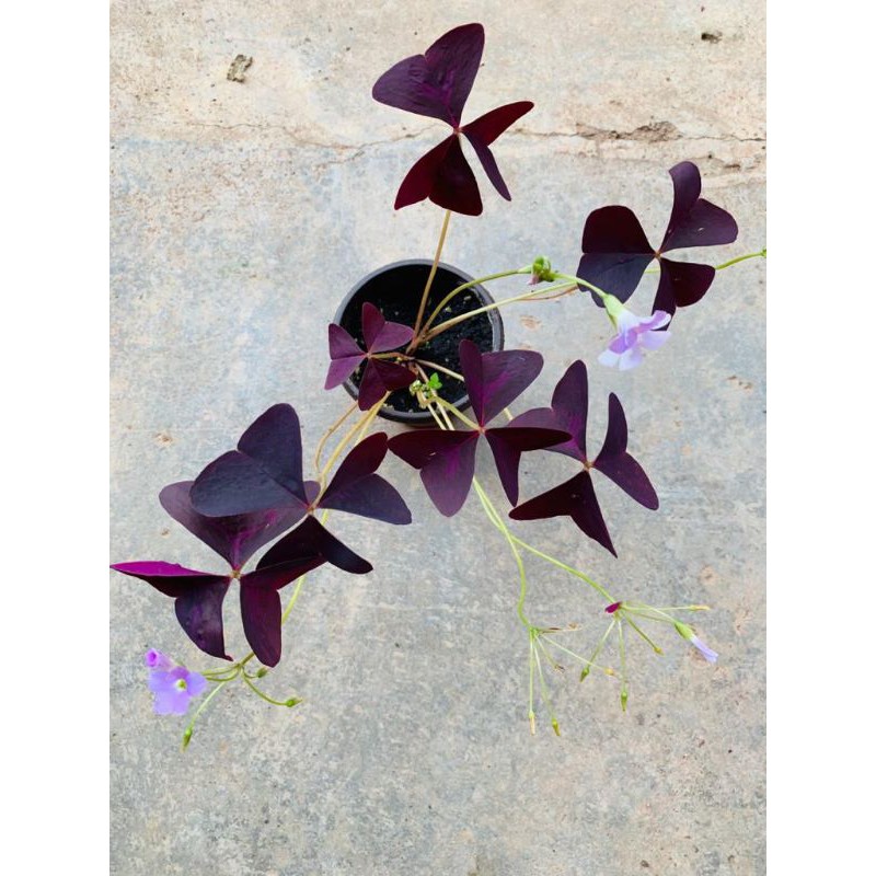 REAL PLANT OXALIS | POKOK RAMA-RAMA | Shopee Malaysia