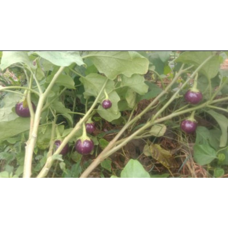 terung bulat segar dari ladang | Shopee Malaysia