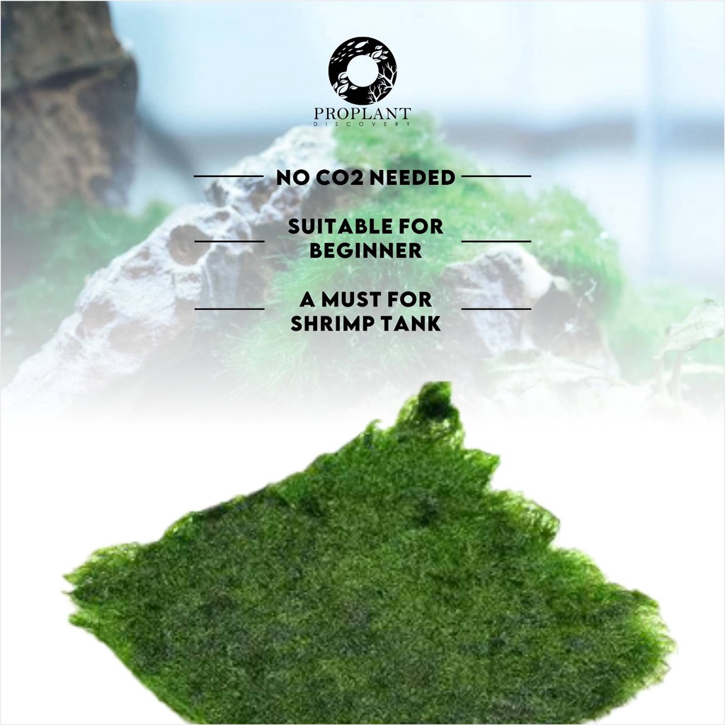 🌿Marimo Moss Carpet on mesh 🌿 Aquarium / Aquascape / Paludarium ...