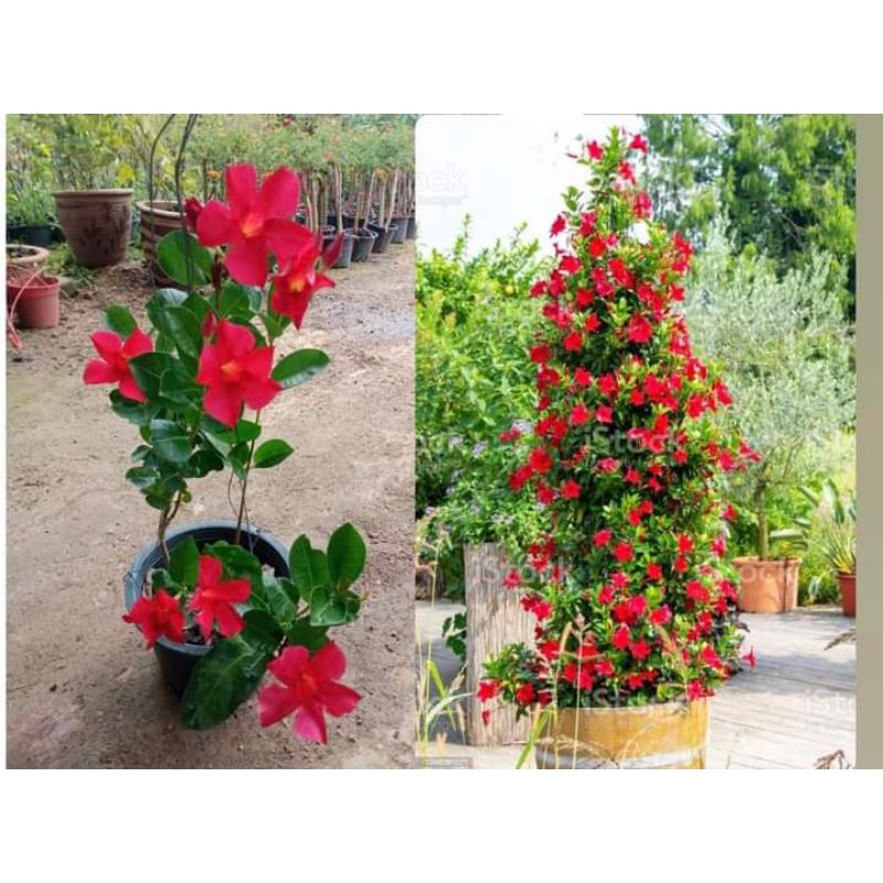 POKOK BUNGA MANDAVILLA ( PINK, MERAH, PUTIH) | Shopee Malaysia