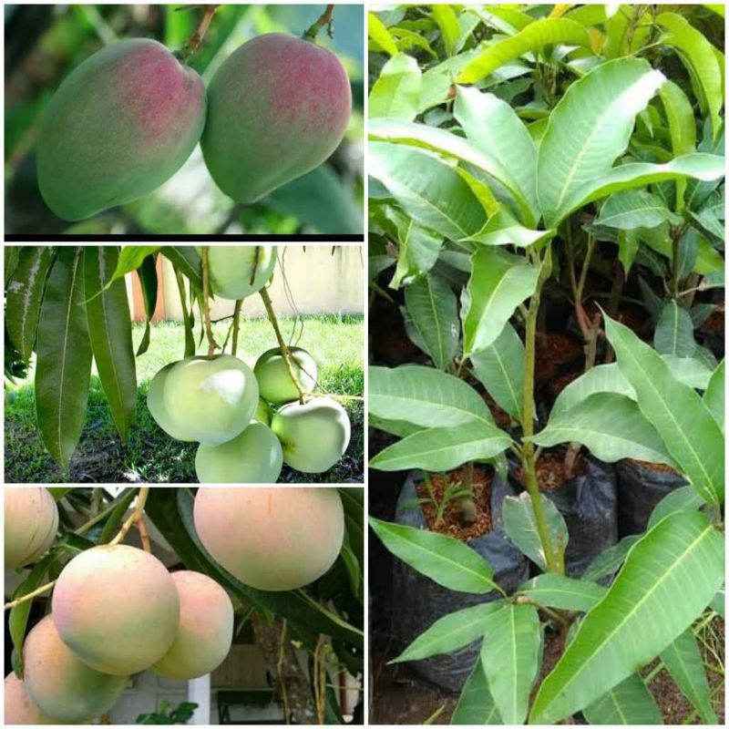 MANGGA EPAL/ANAK POKOK MANGGA EPAL HYBRID/MANGO TREE | Shopee Malaysia