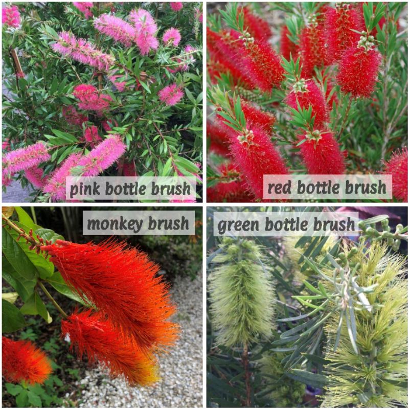Pokok Bottle Brush Monkey Brush merah red australia | Shopee Malaysia