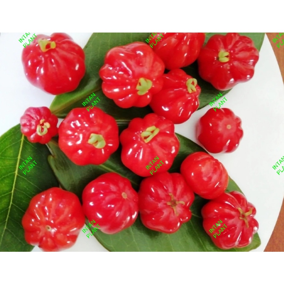 Anak Pokok Cherry Surinam Eugenia uniflora Linn Live Plant / Ceri ...