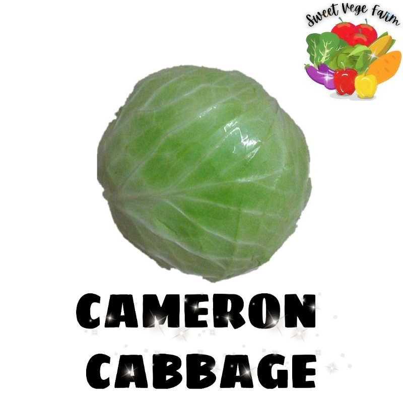 Cameron Cabbage/ Kubis Cameron/ 金马伦包菜 【800g-1.3 kg】 | Shopee Malaysia