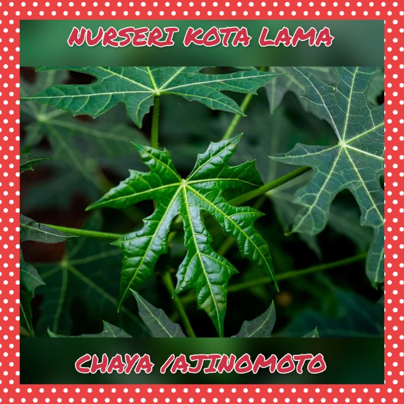 🔥ULAM🔥 POKOK CHAYA / Pokok Ajinomoto / Spinach Tree / Cnindoscolus ...