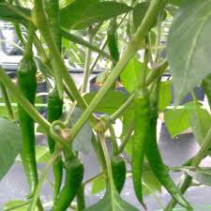 Cili Besar/Pokok cili | Shopee Malaysia