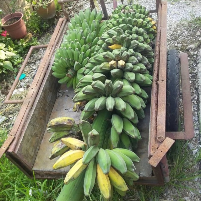 BAJA KHAS POKOK PISANG (ORIGINAL) 1kg | Shopee Malaysia