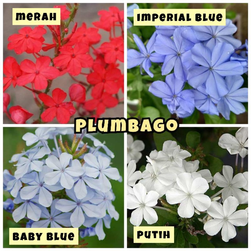 Readystock Pokok Bunga Plumbago merah baby blue imperial blue putih ...