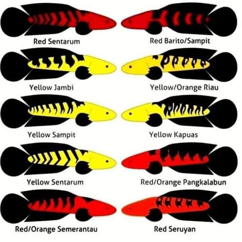 STIKER LABEL IKAN CHANNA LIMBATA | Shopee Malaysia