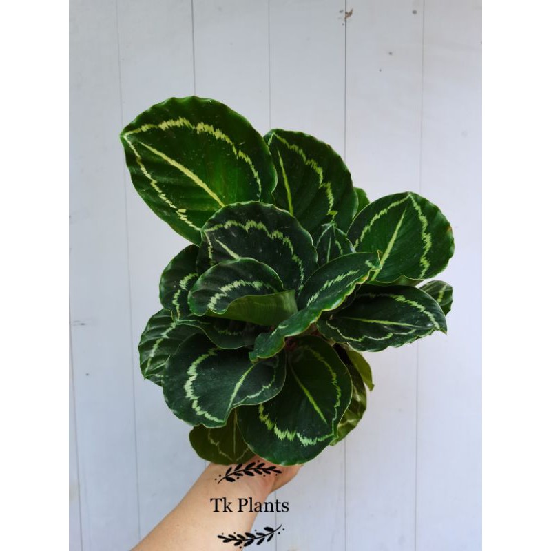 TKP , Calathea green , pokok keladi , real live plant , pokok hidup ...