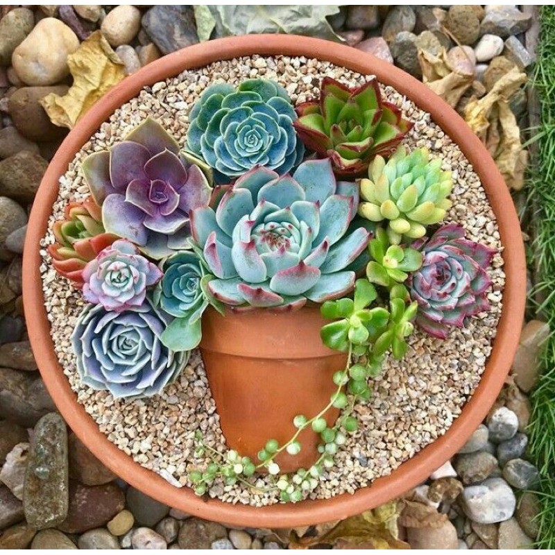 [Buy 3 for RM12] REAL LIFE CACTUS SUCCULENT POKOK HIDUP CACTI KAKTUS ...