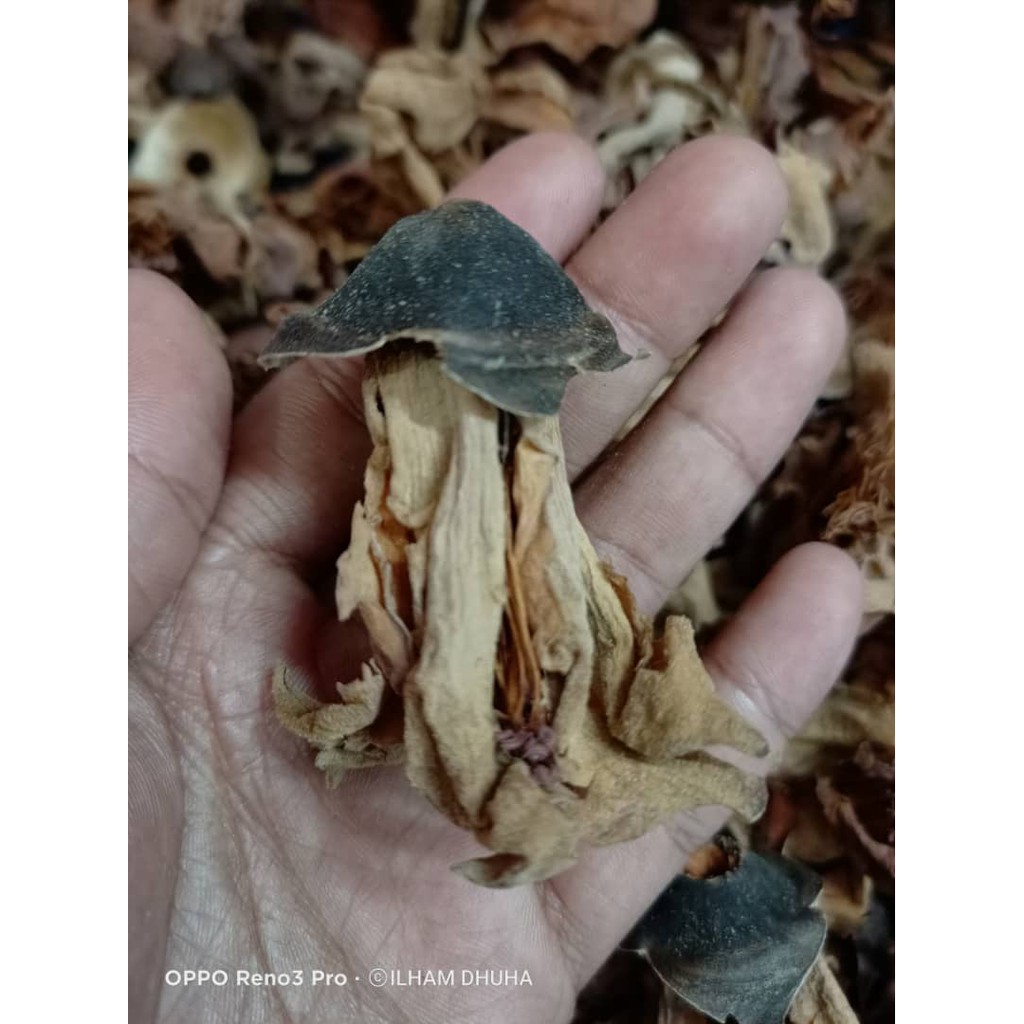 BUNGA RATU PARI / BUNGA MUkMIN / MUkMIN / RATU PARI / HERBA BUNGA ...