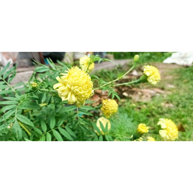 BIJI BENIH MARIGOLD /BUNGA TAIK AYAM KAMPUNG WARNA KUNING. | Shopee ...