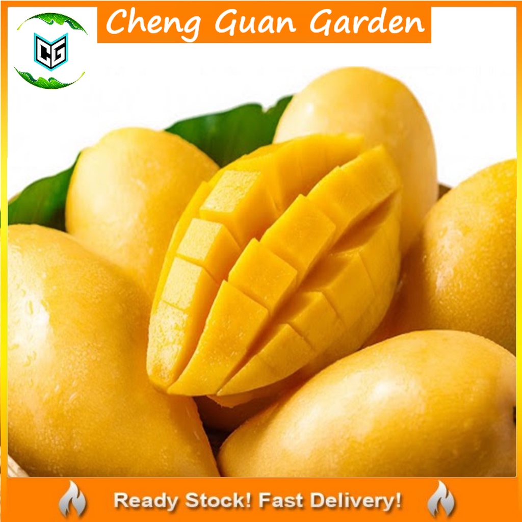 Anak Pokok Mangga Siku Raja Buah Besar Pokok Stabil Import Dari ...