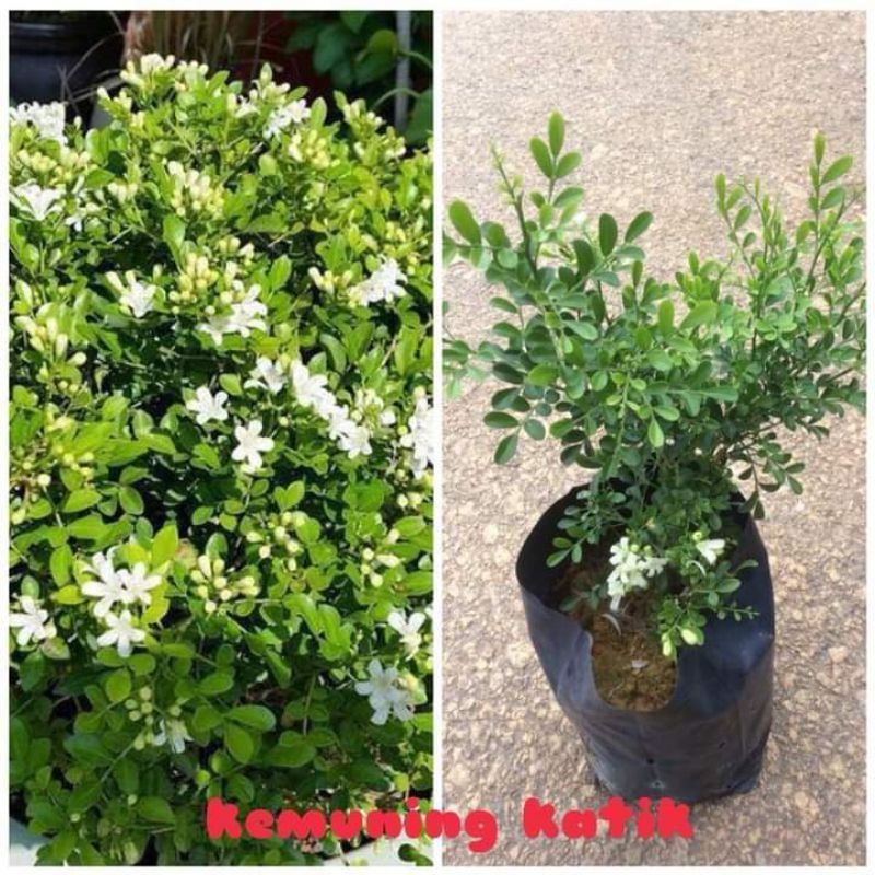 🤩Pokok Bunga kemuning katik🤩 | Shopee Malaysia