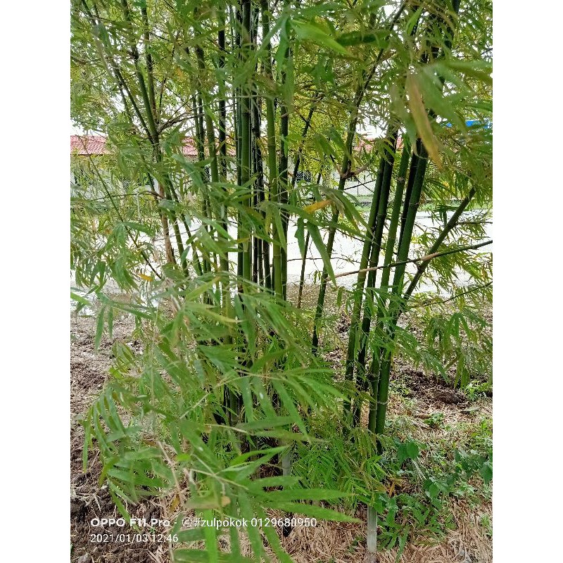 Pokok Buluh madu tumpat & hiasan/Buluh lemang | Shopee Malaysia