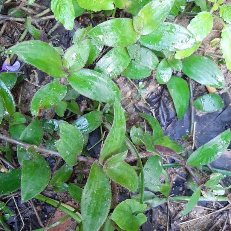 Keratan pokok telinga kera 5 pcs | Shopee Malaysia