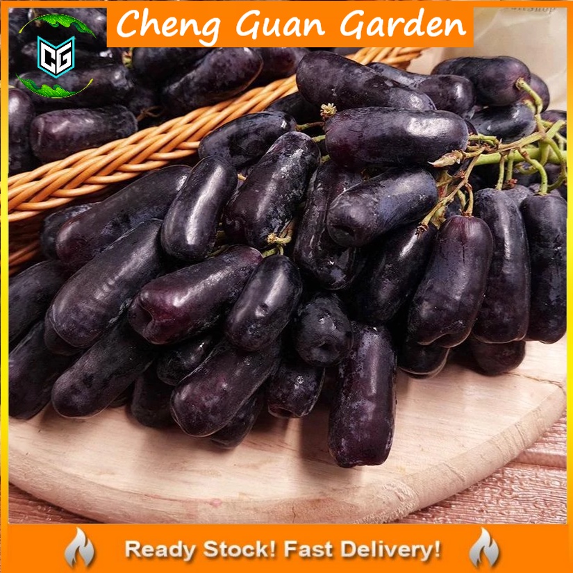 Anak Pokok Anggur Sweet Sapphire Seedless Grape Tanpa Biji Import Dari ...