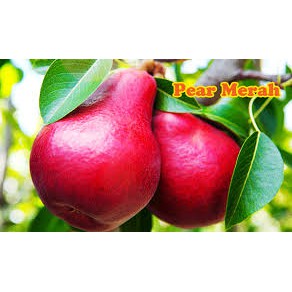 [ REAL LIVE ] ANAK BENIH POKOK BUAH PEAR MERAH ( PKK LIMITED ) | Shopee ...