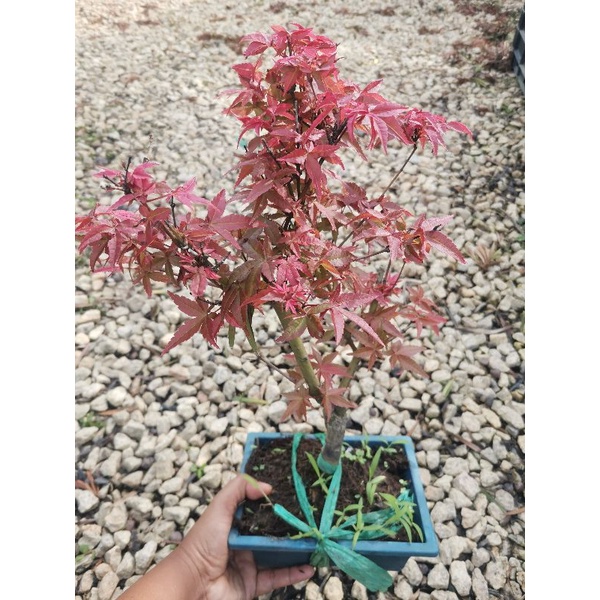 Maple Tree /Pokok Maple Daun Merah/Pokok Hidup | Shopee Malaysia
