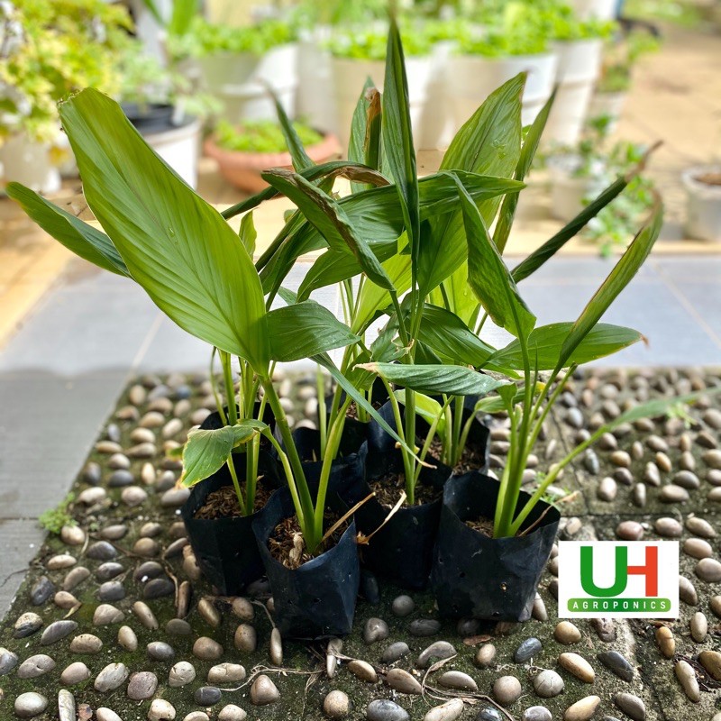 ANAK POKOK TEMU PAUH DALAM POLYBAG | Shopee Malaysia