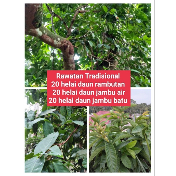 20 helai daun rambutan + 20 helai daun jambu air + 20 helai daun jambu ...