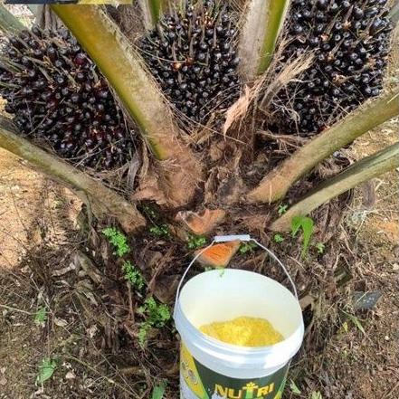 BAJA NUTRIGRO PAKEJ 50 TONG + FREE SHIPPING! 3 SUDU/POKOK (SEM ...