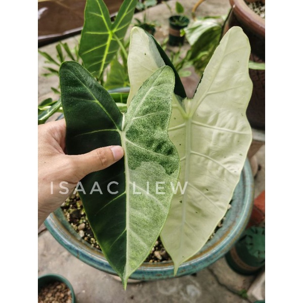 Alocasia Frydek Variegated (mint) | Shopee Malaysia