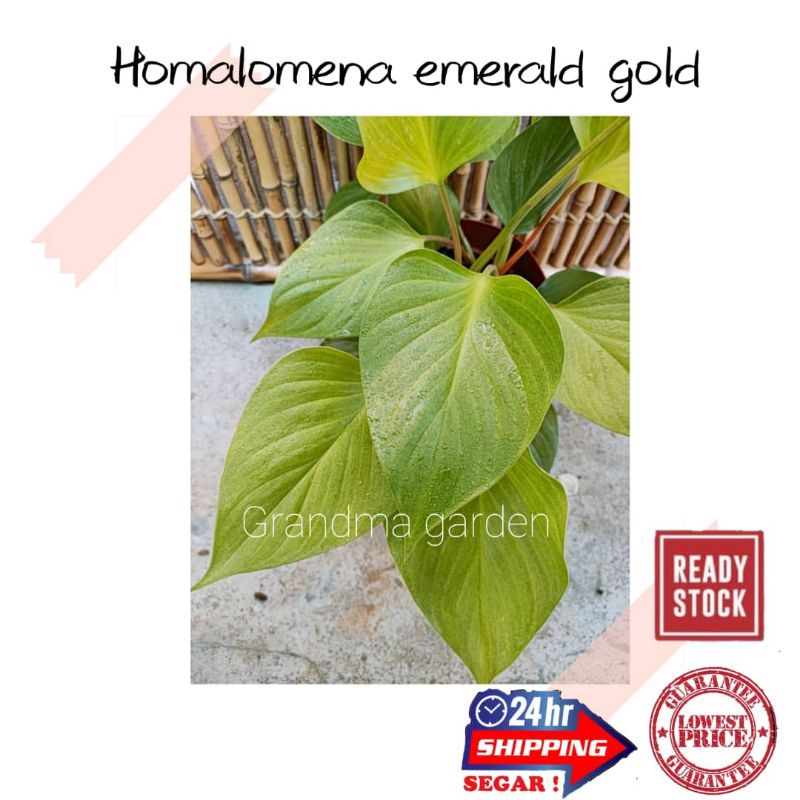 (GG real plant) homalomena emerald gold ^ keladi kemoyang hidup hiasan ...