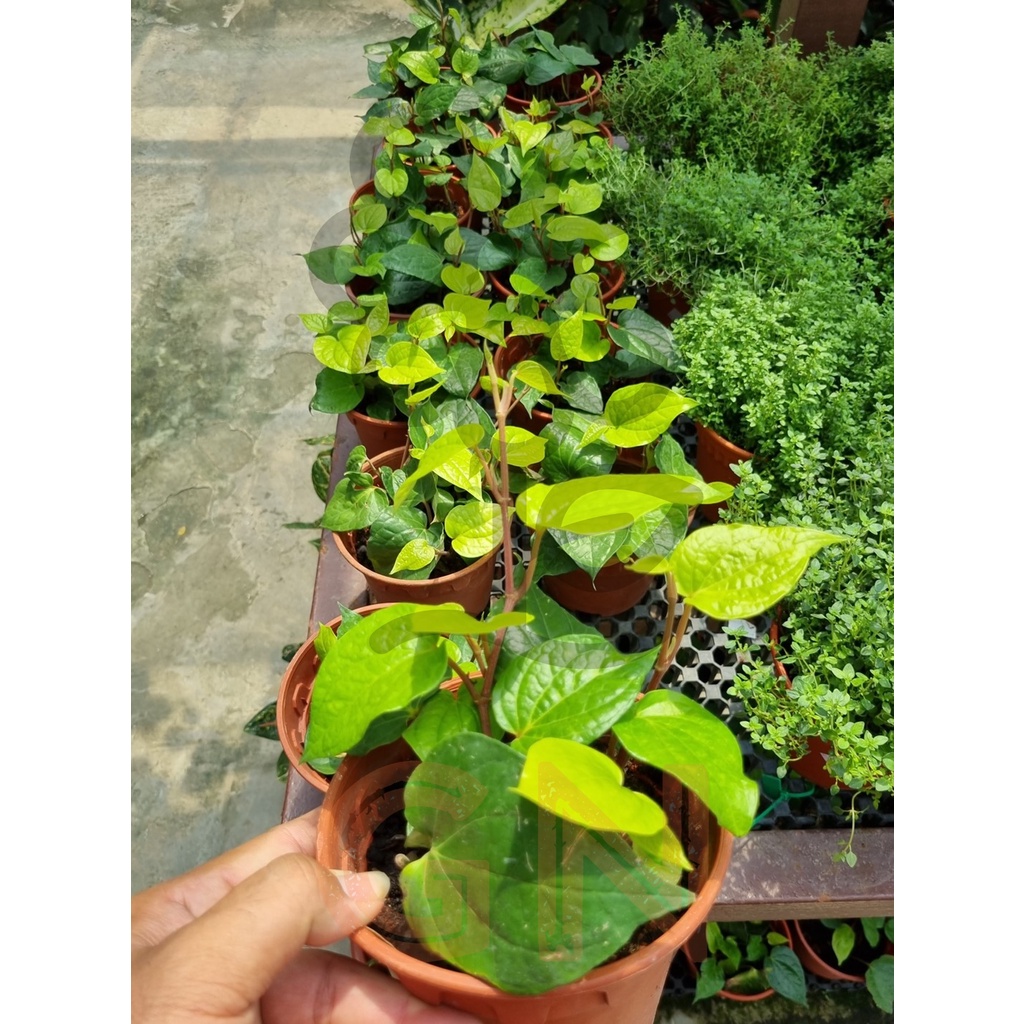 [GN] Sireh Plant | 蒌叶 | Pokok Daun Sireh | Daun Siri | Edible Herb ...