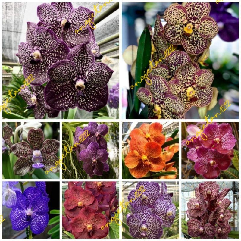 👉🌈VANDA CUTTING LIVE PLANT (MINIMUM PEMBELIAN 2) 🌈👈 | Shopee Malaysia
