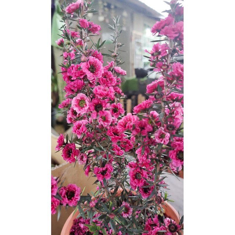 pokok bunga manuka( saiz besar) | Shopee Malaysia
