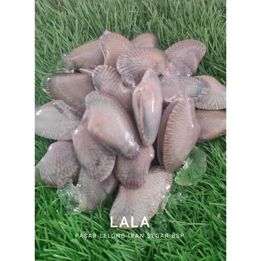 Lala / Paratapes Textilis | Shopee Malaysia