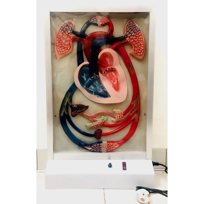 MODEL OF BLOOD CIRCULATION - ELECTRIC | Shopee Malaysia