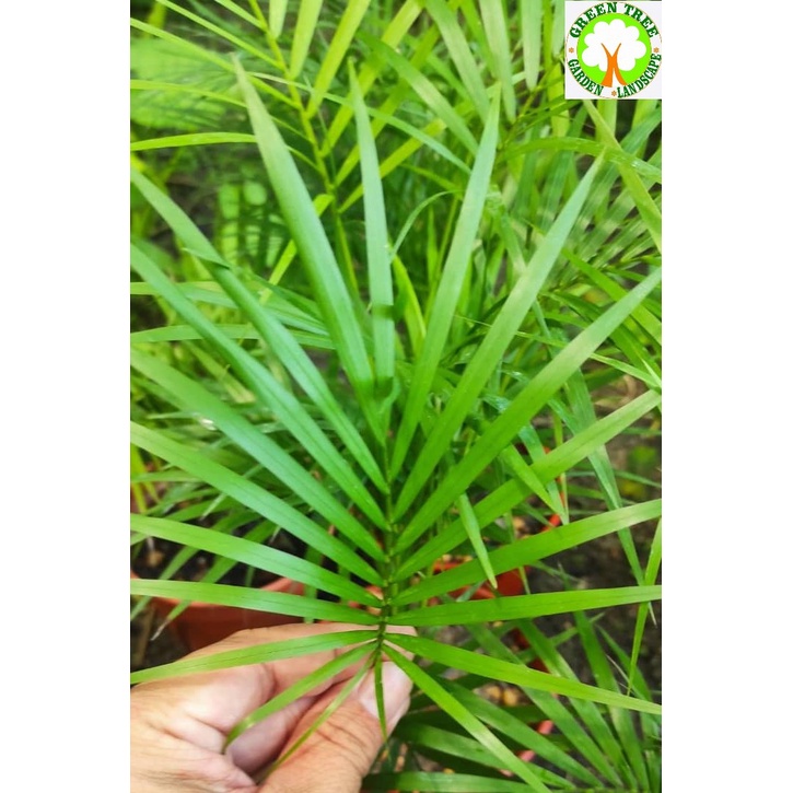 INDOOR PLANT - Red Palm Tree 红葵 / Yellow Palm Tree 散尾葵 / Jawa Palm 爪哇棕榈 ...