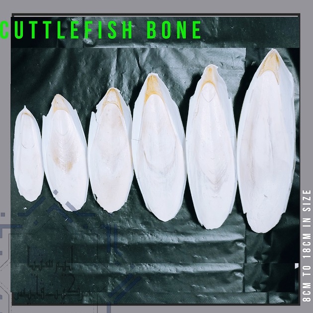 Tulang Sotong 8CM-18CM Cuttlefish Bone Calcium For Pets Small To Medium ...
