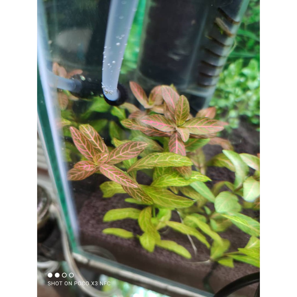 (LOW TECH PLANT) Hygrophila polysperma 'Sunset' ('Rosanervig') | Shopee ...