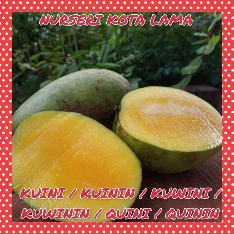 🔥HYBRID🔥 POKOK KUINI WANGI / Kuinin / Kuwini / Kuwinin / Quini / Quinin ...