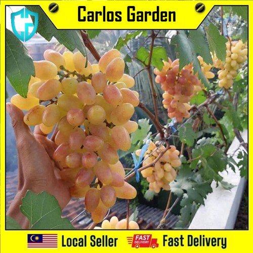 Anak Pokok Anggur Transfiguration Grape Pokok Premium | Shopee Malaysia