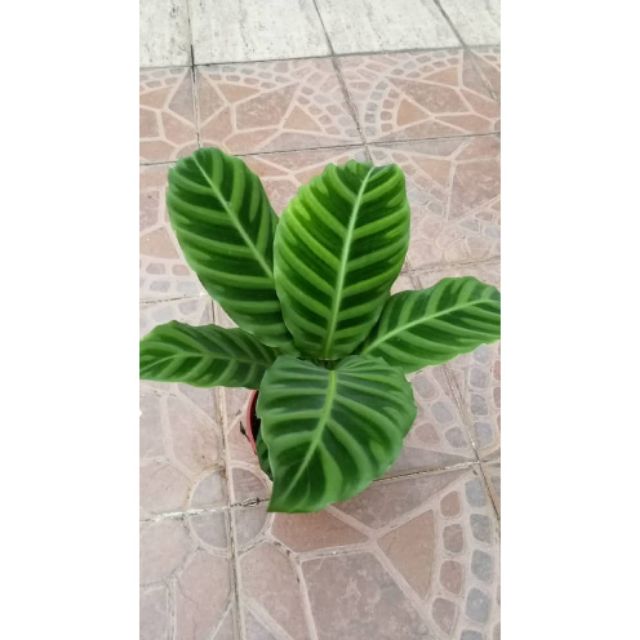 Pokok Calathea Zebrina (Calathea zebrina plant) | Shopee Malaysia