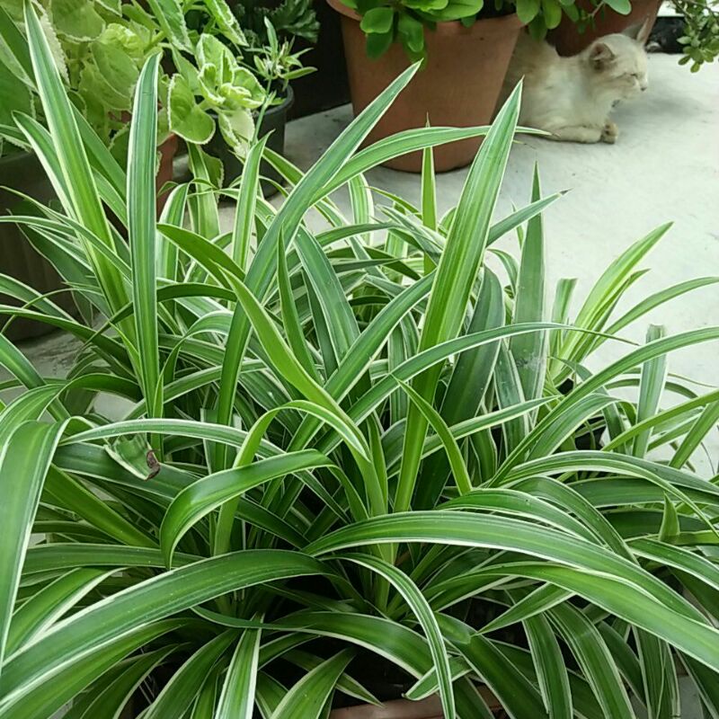 Pokok Spider Plants pokok hidup ( sepokok) | Shopee Malaysia