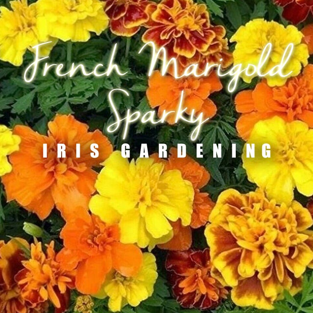 [50pcs] Biji Benih Bunga Marigold Sparky Mixed Colour Iris Gardening ...