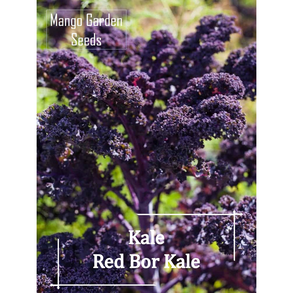 Red Bor Curly Kale Seeds - 10 Seed *Pot Friendly* Tanam Pasu, Warna ...