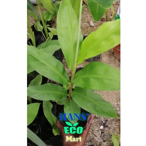 Anak pokok 🌱 LEMPOYANG / Halia hutan 😍FREE 1kg tanah hitam organik😍 ...